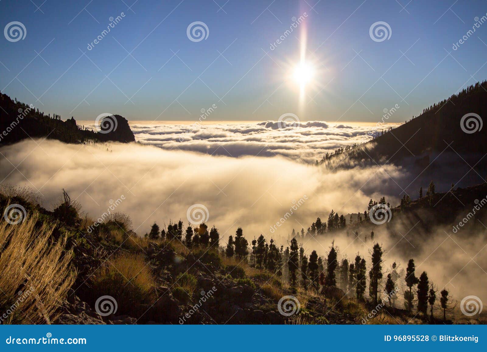 Fog Covered Trees in the Forest Stock Photo - Image of background ...