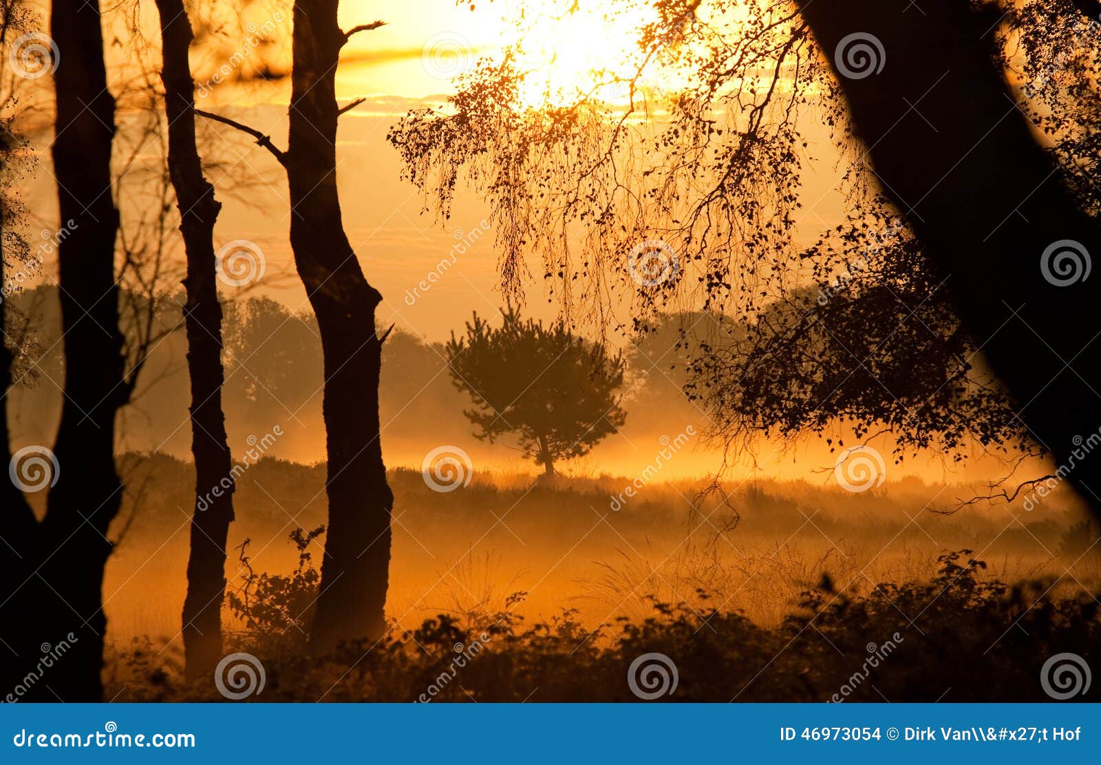 Fog at dawn in the forest stock photo. Image of season - 46973054