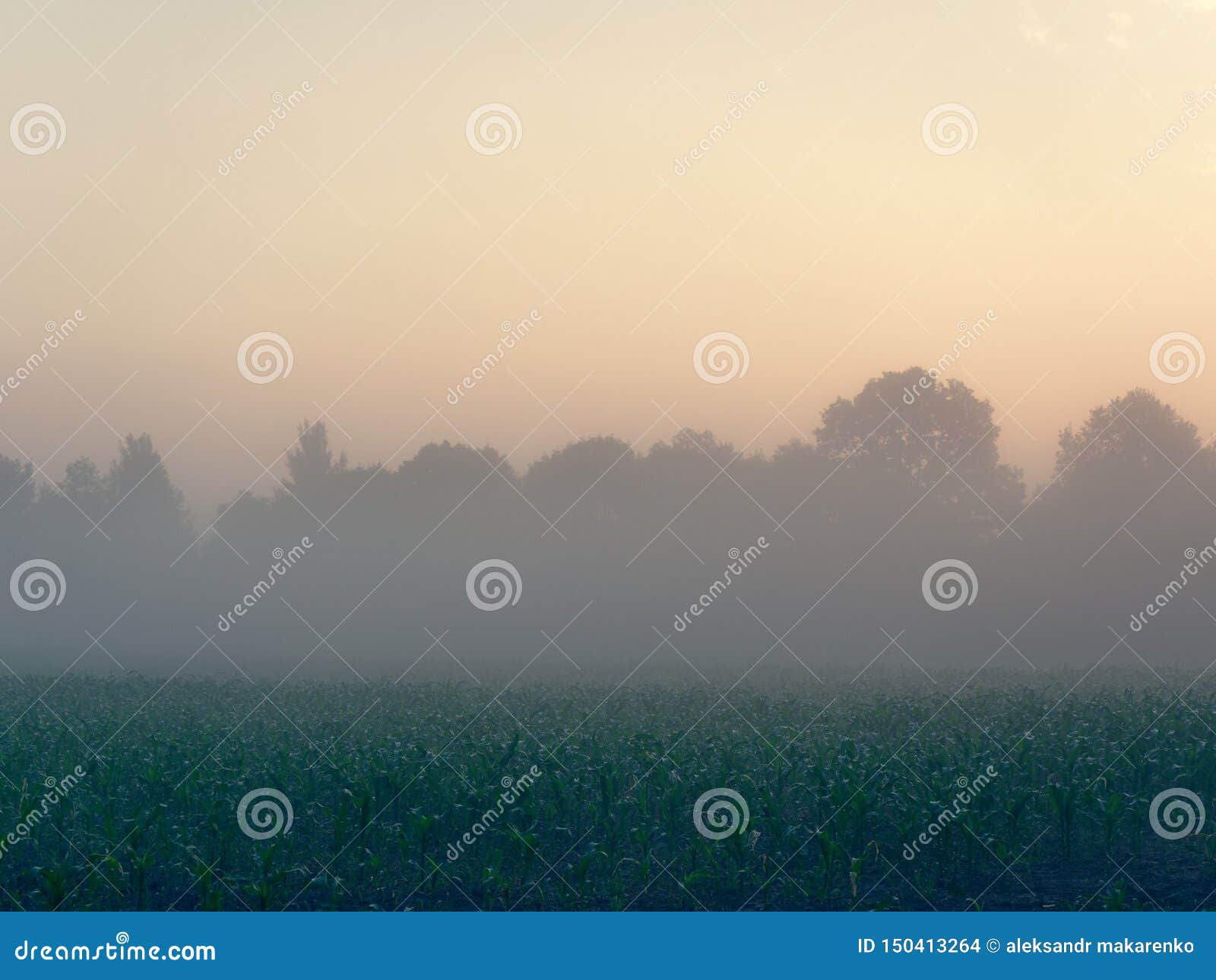 Fog at Dawn Over a Field of Farmland Stock Photo - Image of idyllic ...