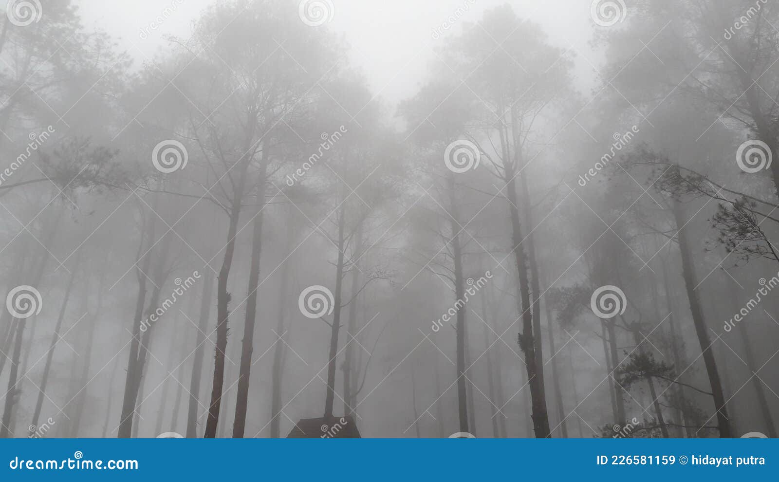The Fog deep stock image. Image of three, deep, early - 226581159