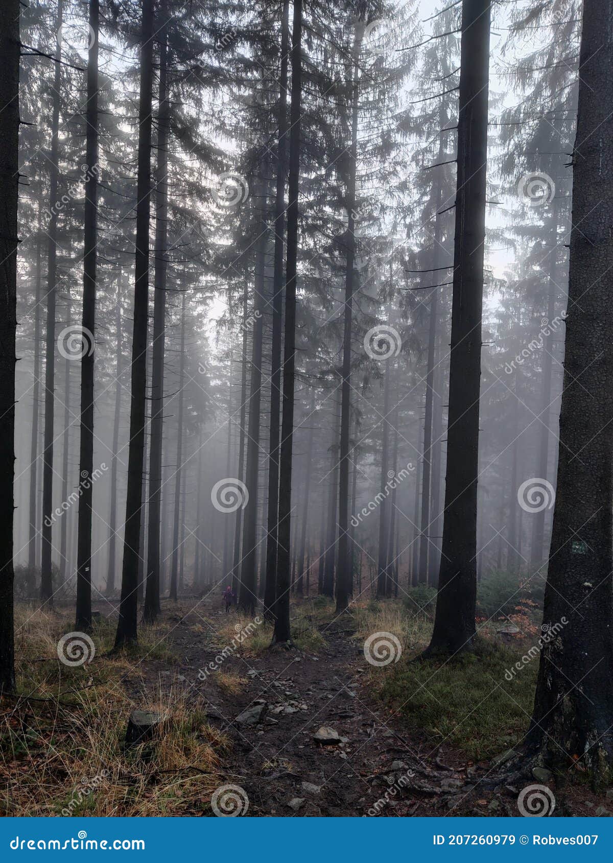 Fog in the deep forest stock image. Image of spruce - 207260979