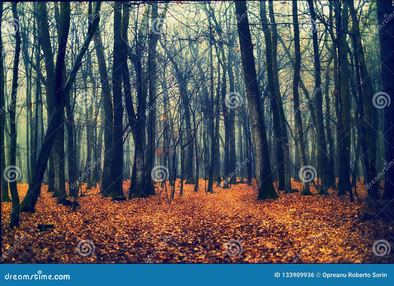 Fog from the Depth of the Forest Stock Photo - Image of autumn, bright ...