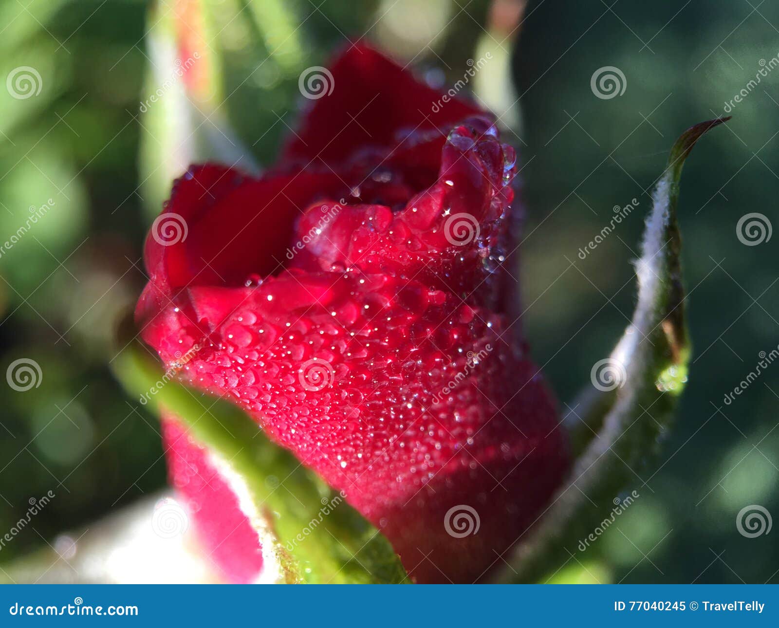 Fog drops on a red rose stock image. Image of macro, nature - 77040245