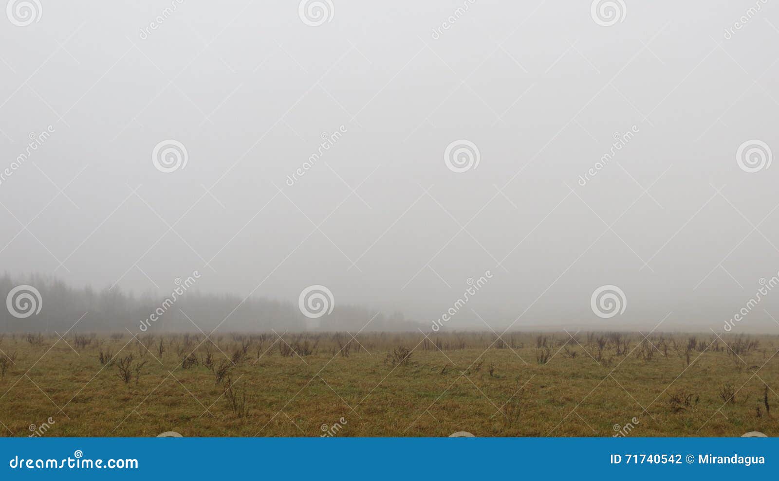 Fog in the field stock photo. Image of savanna, hayfield - 71740542