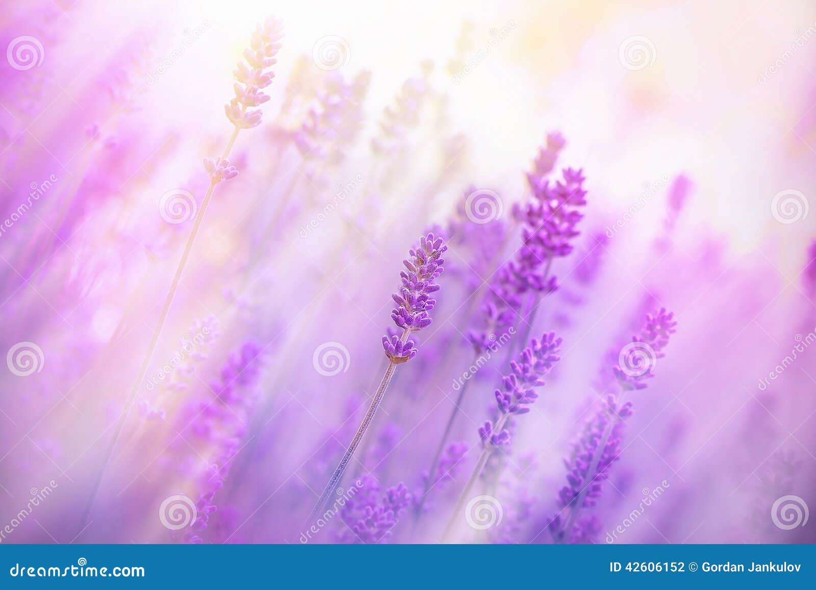 Fog in the Field of Lavender Stock Photo - Image of natural, petals ...