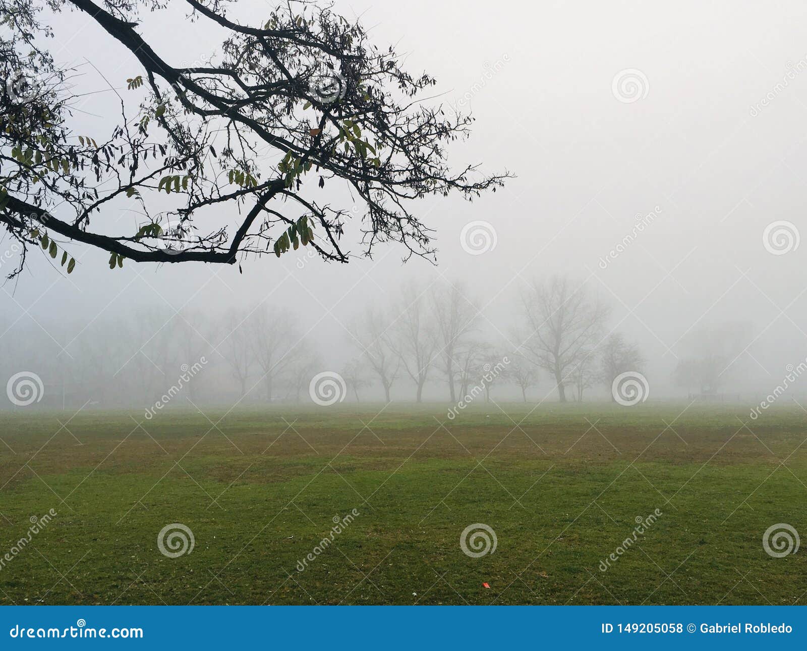 Fog in the fields stock photo. Image of outdoor, dawn - 149205058