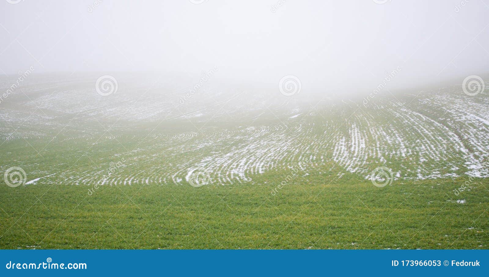Fog and Fields of Winter Wheat Covered with Snow Stock Image - Image of ...