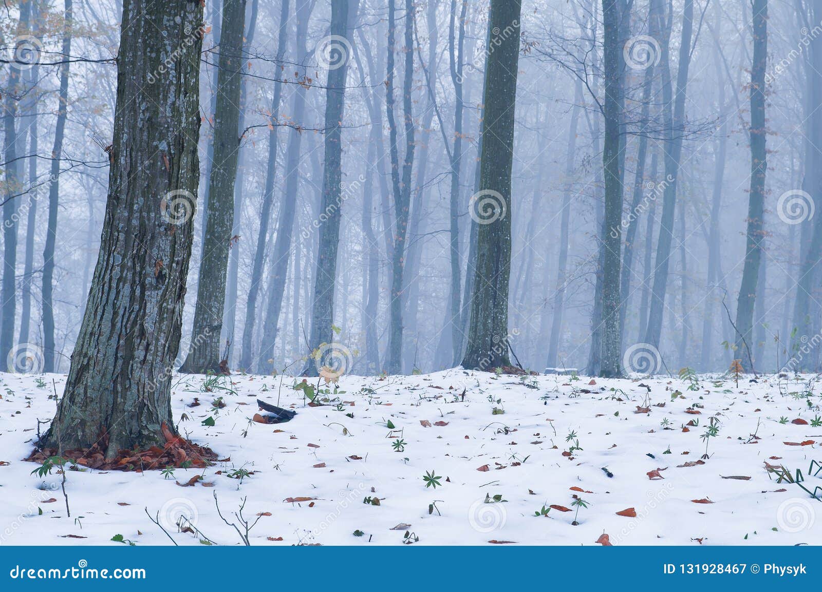The Fog and the First Snow in the Autumn Forest Stock Image - Image of ...