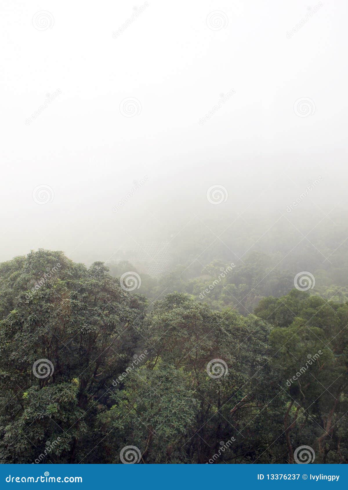 Fog in forest stock image. Image of weather, nature, tree - 13376237