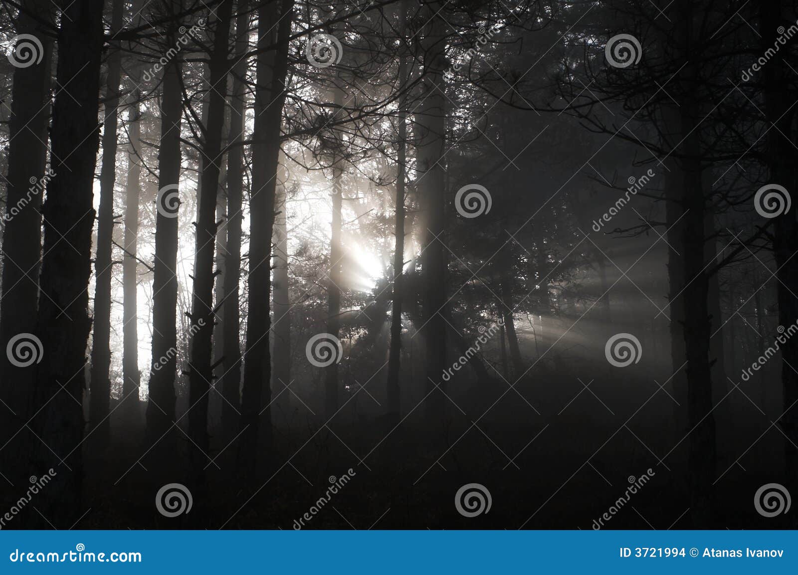 Fog in the forest stock photo. Image of hopeful, cool - 3721994
