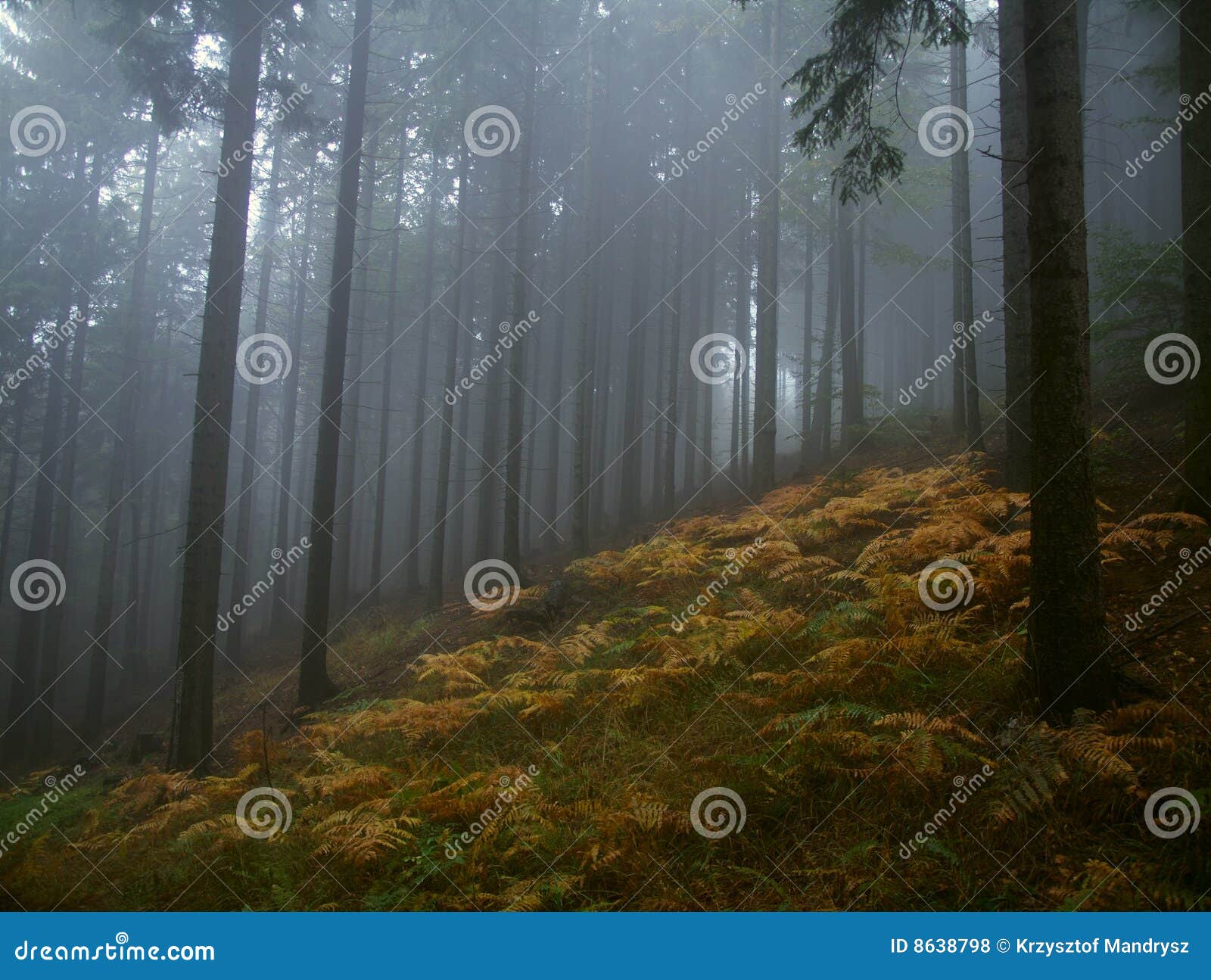 Fog in forest stock photo. Image of nature, tree, tour - 8638798