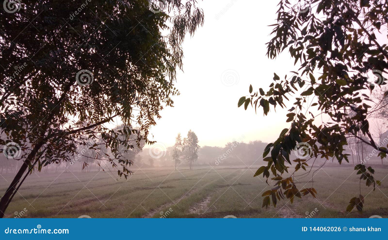 Indian forest way stock photo. Image of lyptus, india - 144062026