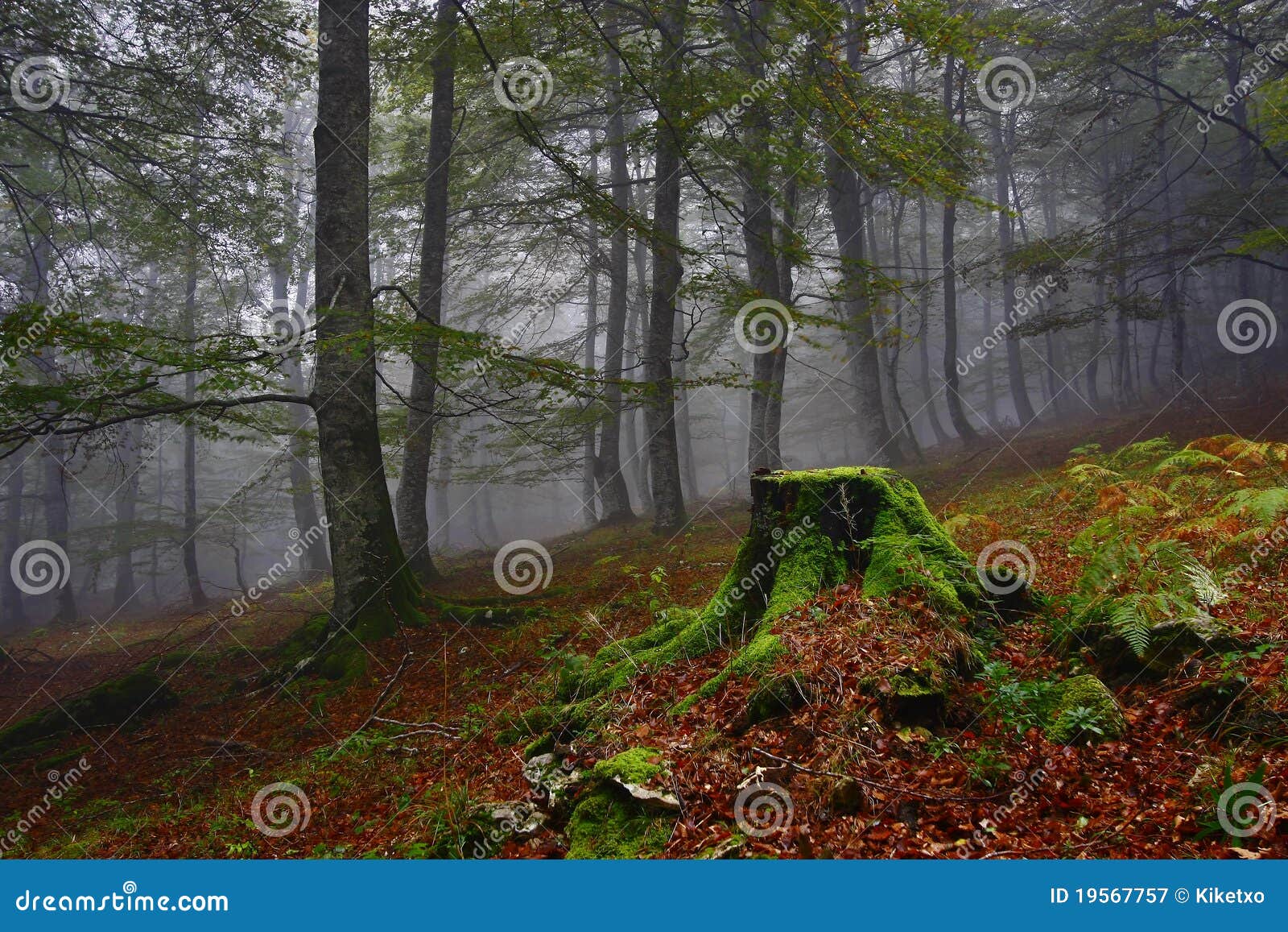Fog and forest, magic stock image. Image of grow, natural - 19567757