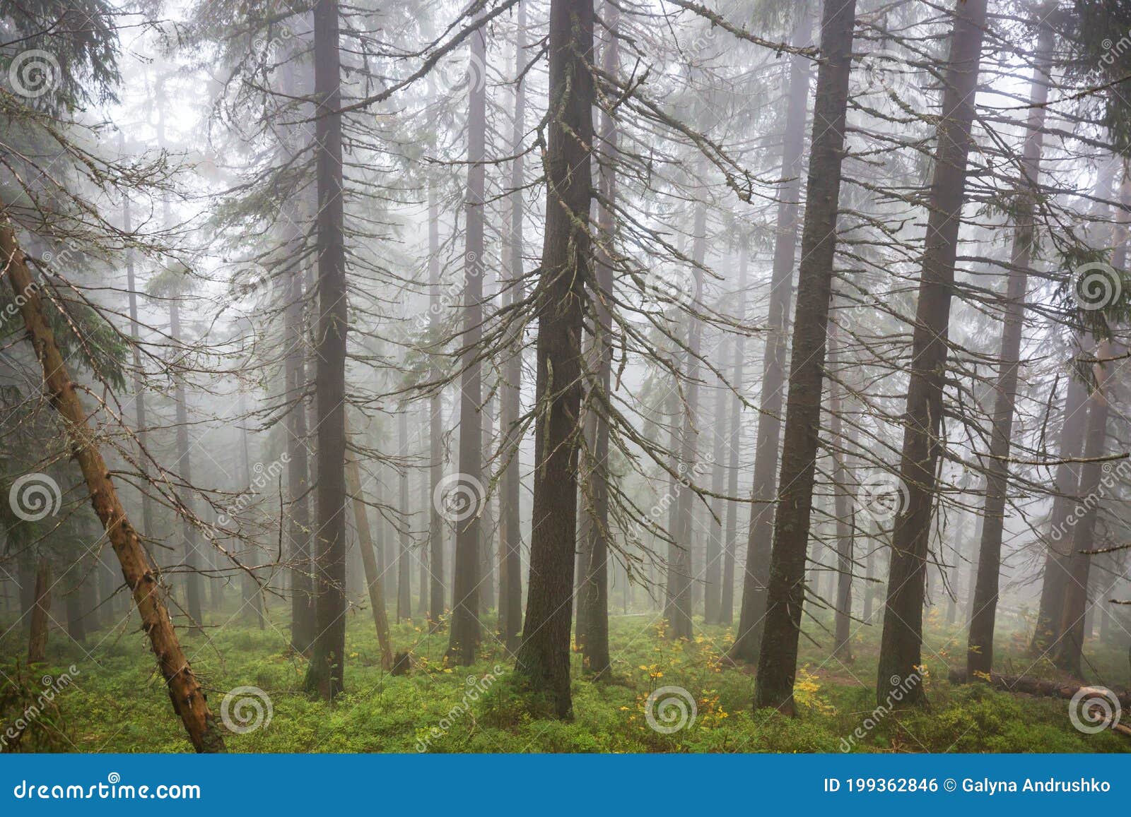 Fog in the forest stock photo. Image of land, environment - 199362846