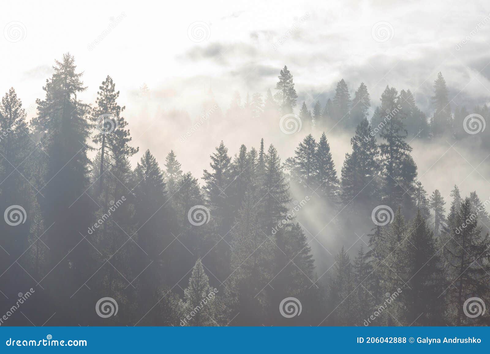 Fog in the forest stock photo. Image of country, mist - 206042888