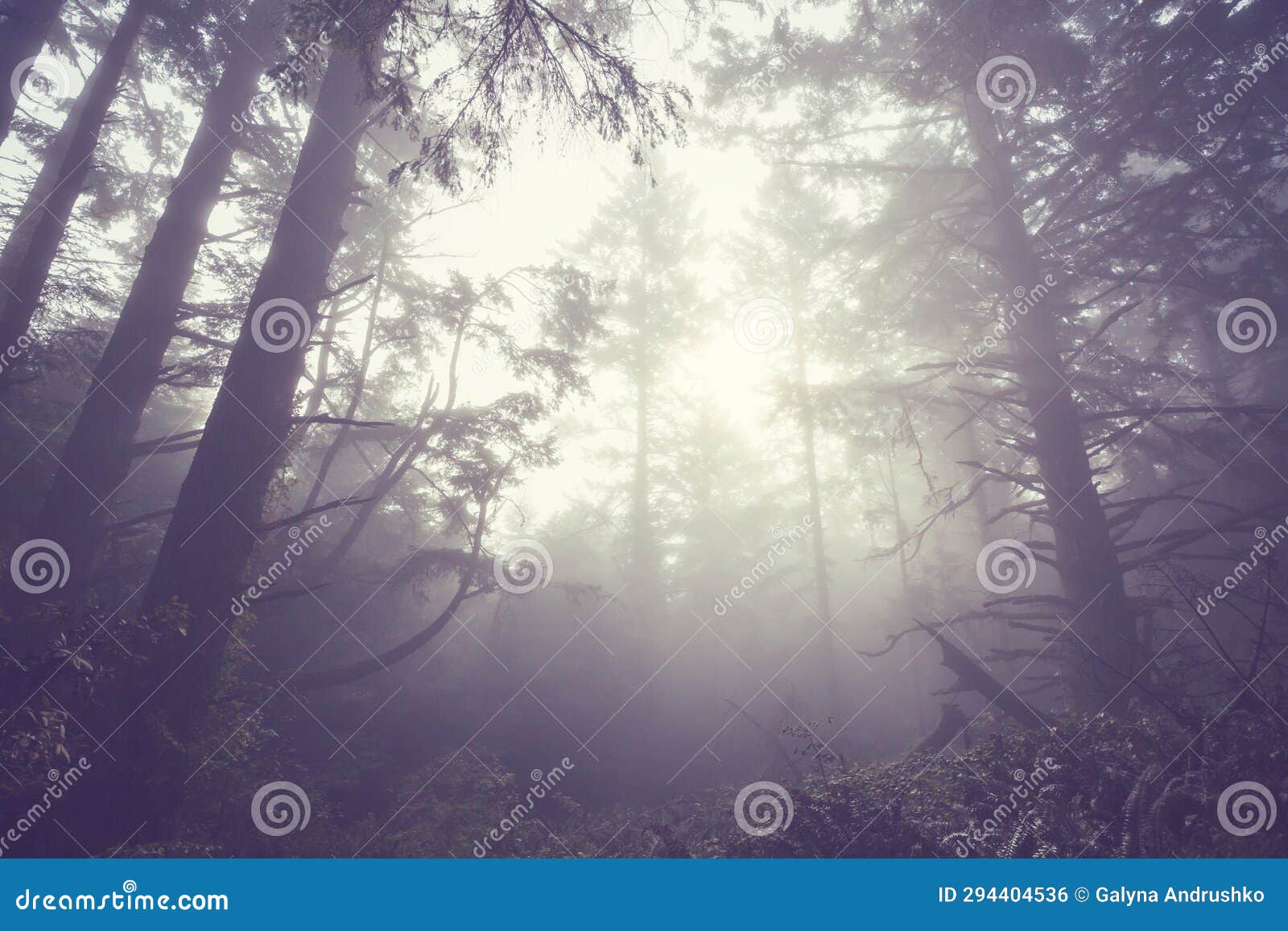 Fog in the forest stock photo. Image of morning, landscape - 294404536