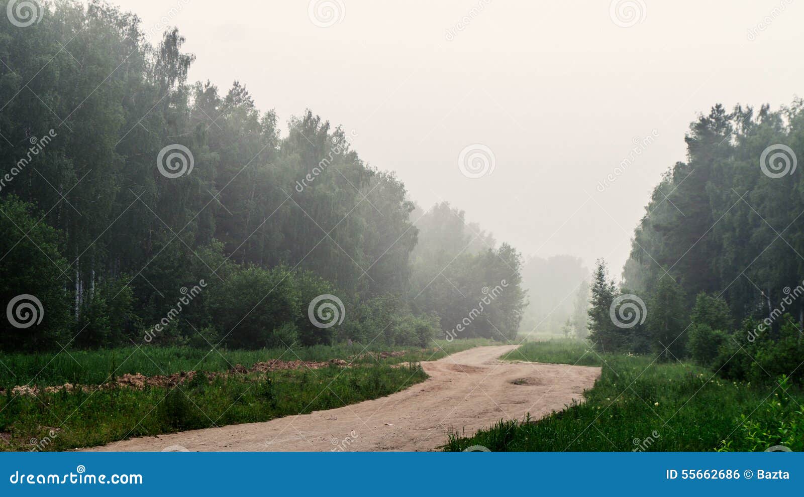 Fog in forest stock photo. Image of foggy, forest, road - 55662686