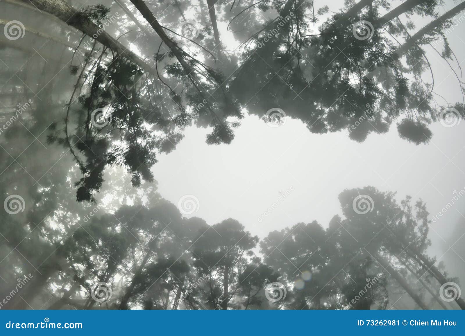 Fog in the forest editorial photo. Image of latitude - 73262981