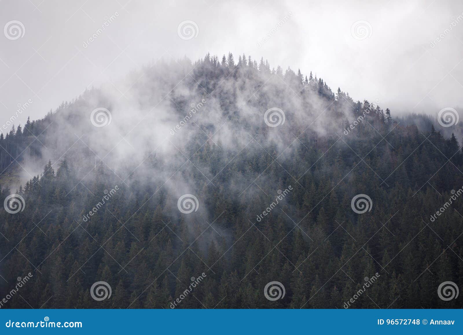 Fog in the forest stock photo. Image of beautiful, obedient - 96572748