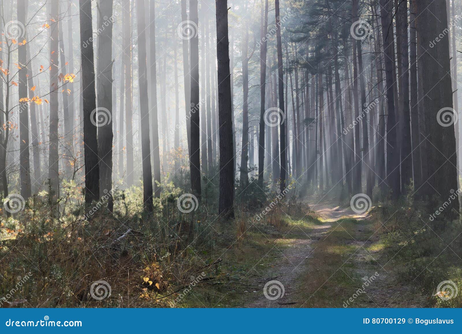 Fog in the forest. stock image. Image of road, light - 80700129