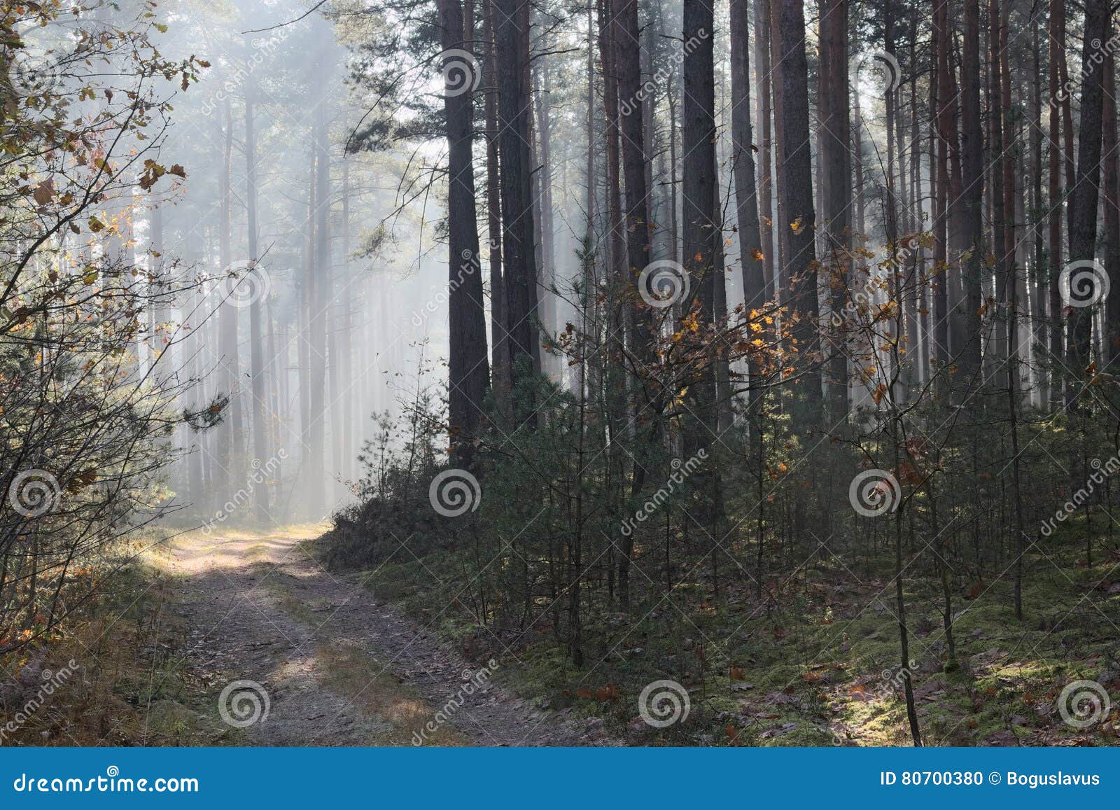 Fog in the forest. stock photo. Image of light, streaks - 80700380