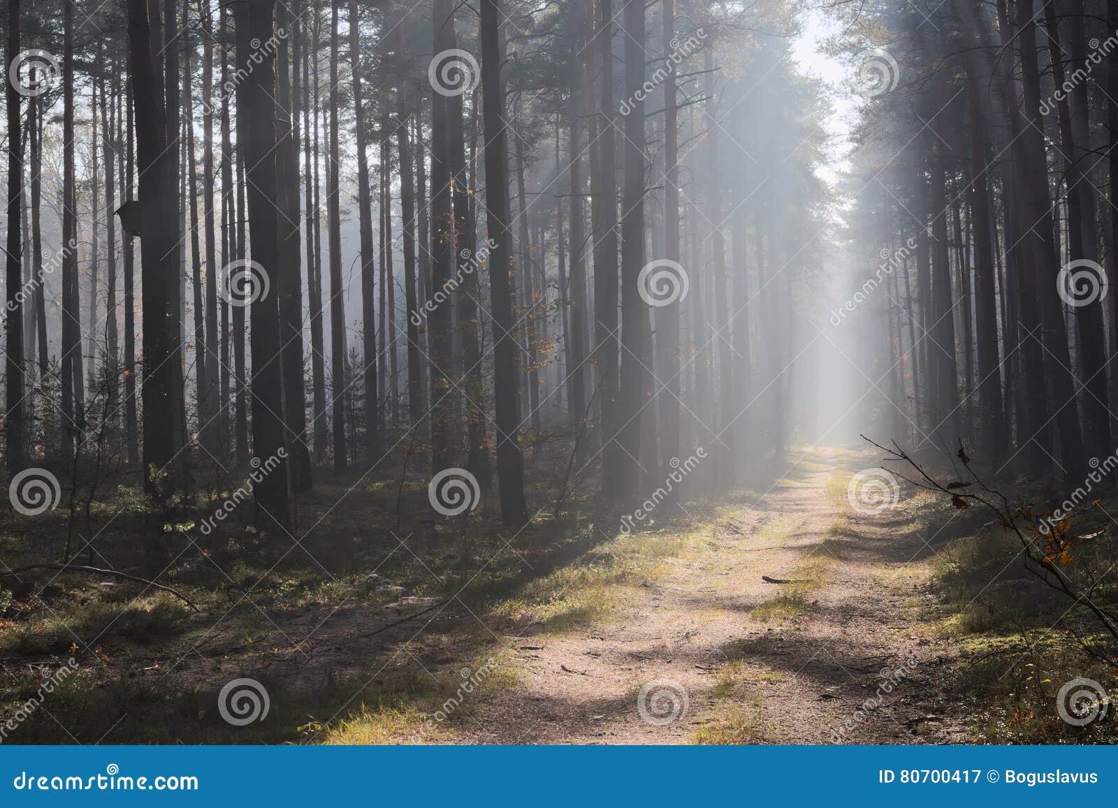 Fog in the forest. stock image. Image of land, needle - 80700417