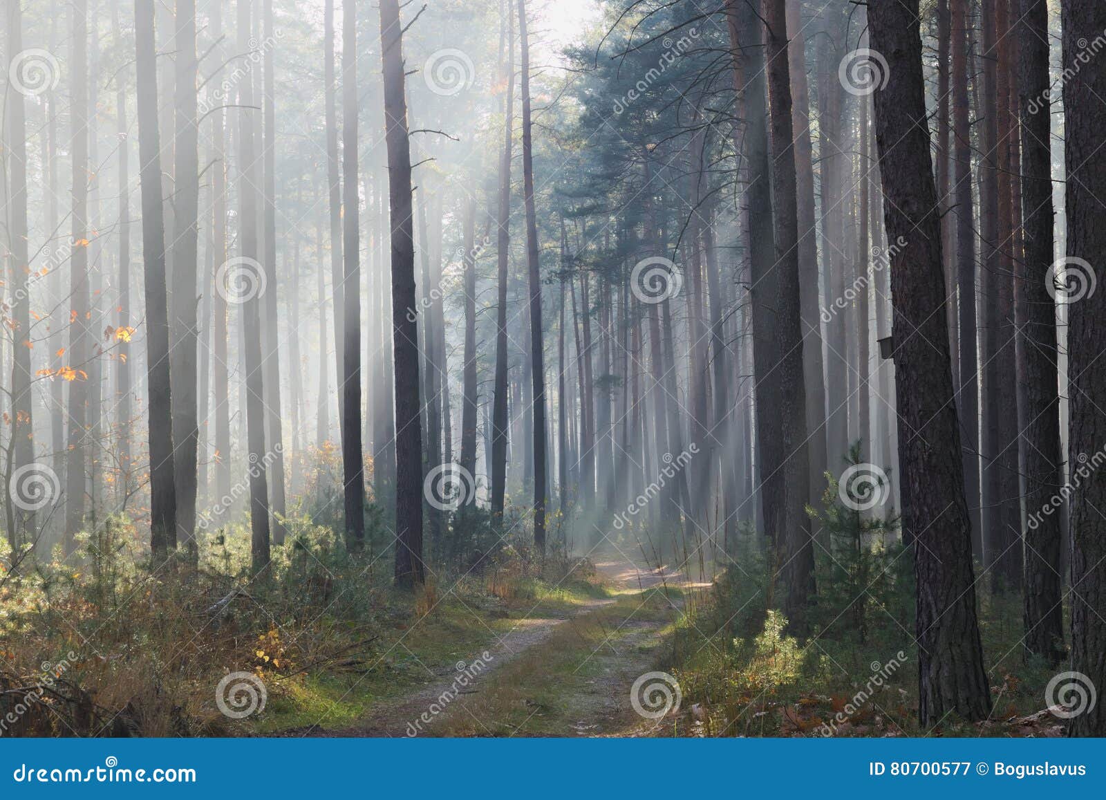 Fog in the forest. stock image. Image of shows, lighting - 80700577