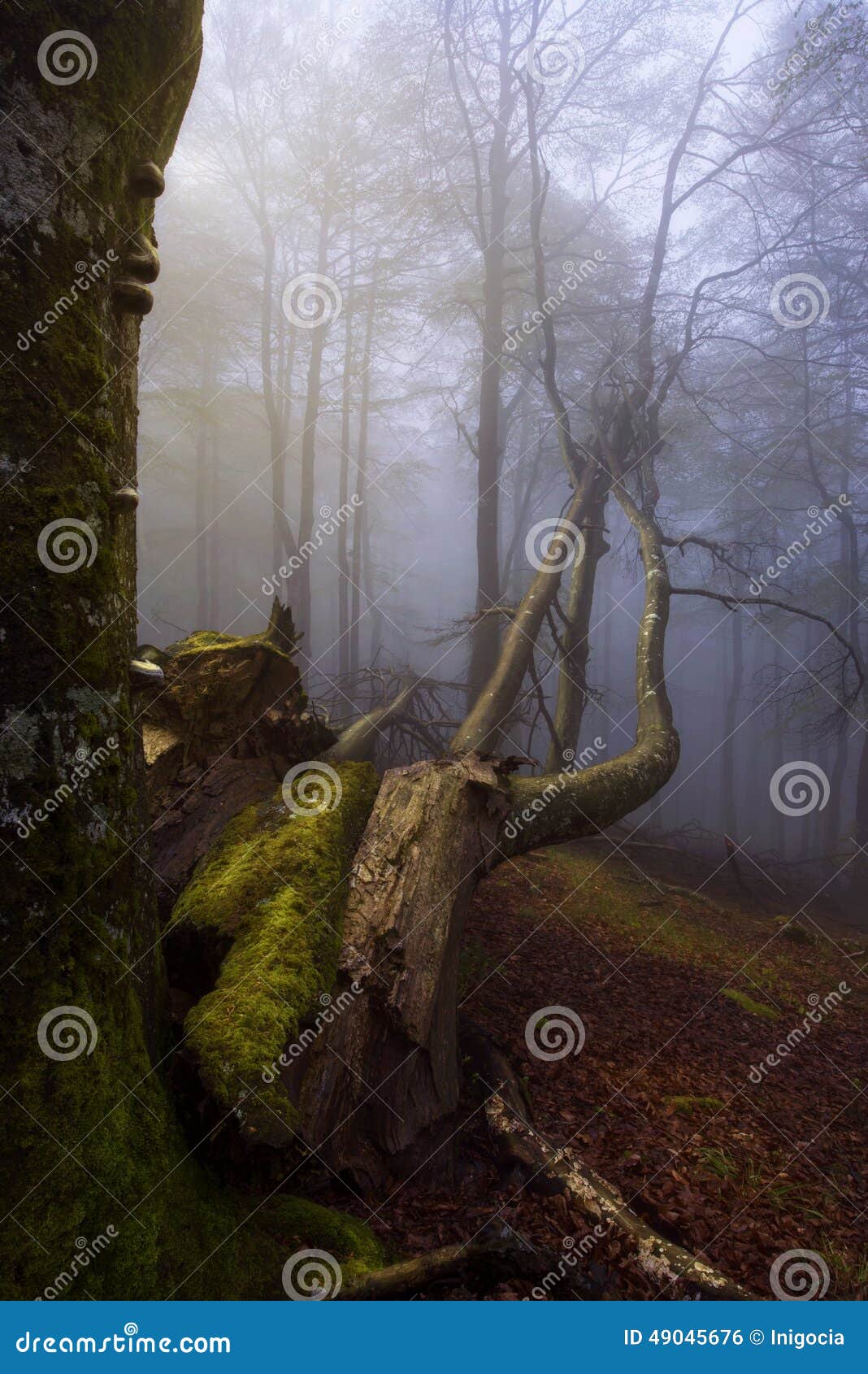 Fog in the forest stock photo. Image of flow, color, foliage - 49045676