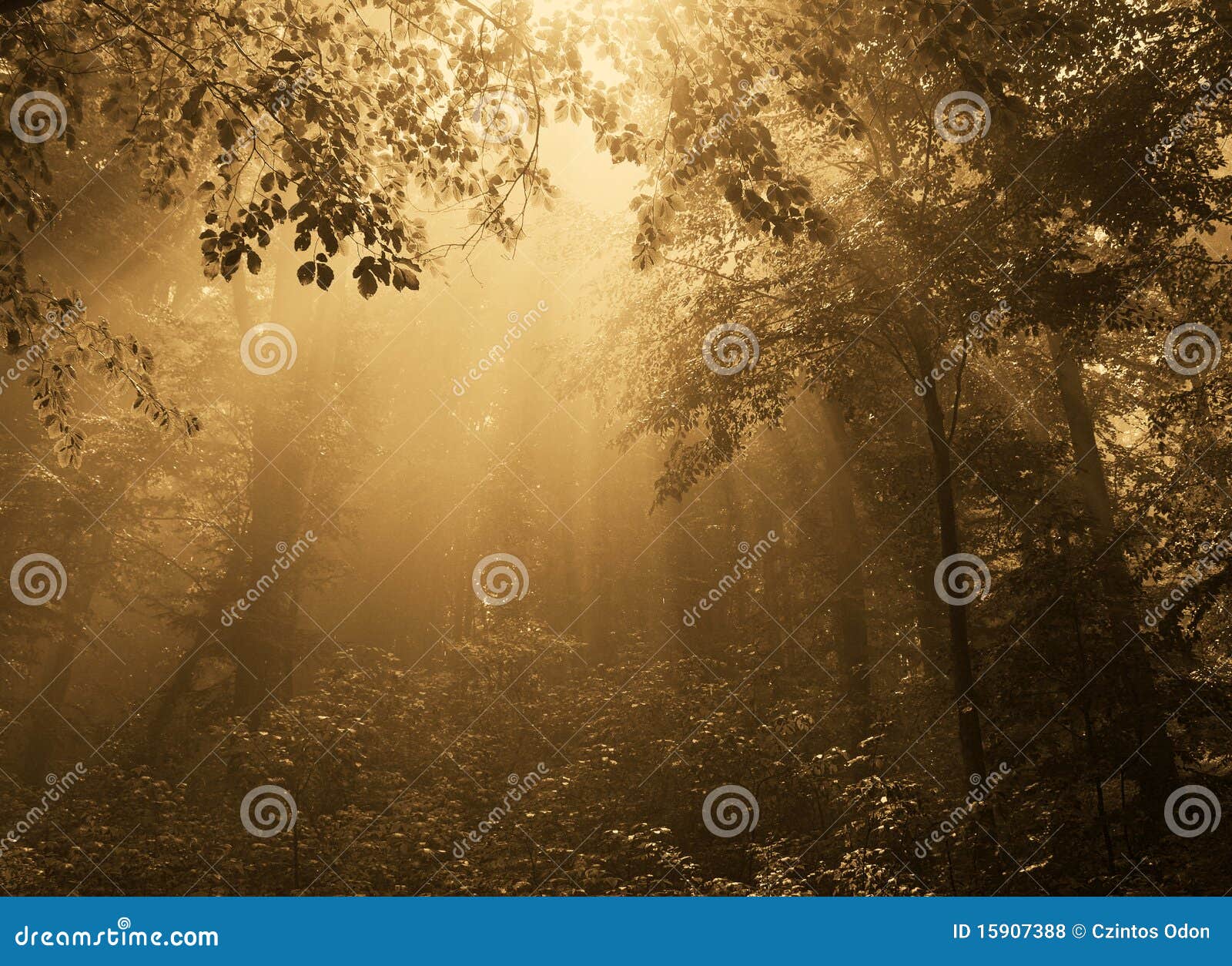 Fog in gold forest stock photo. Image of perspective - 15907388
