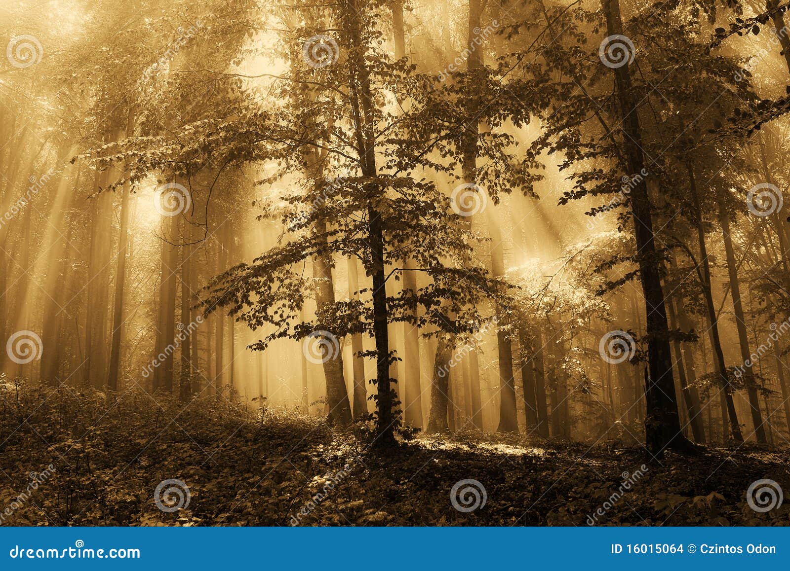 Fog in the gold forest stock photo. Image of green, peace - 16015064