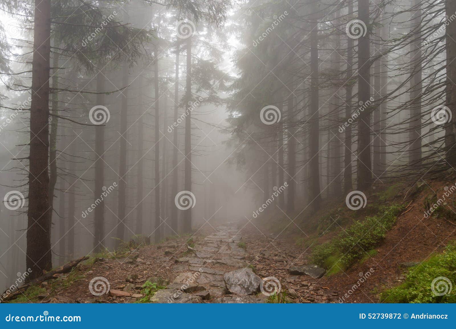 Fog in the haunted forest stock photo. Image of weather - 52739872