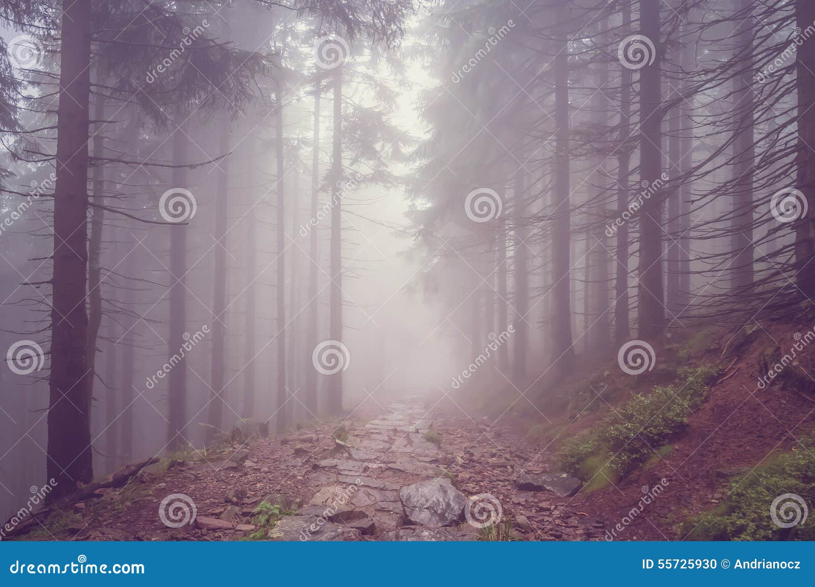 Fog in the haunted forest stock photo. Image of ghostly - 55725930