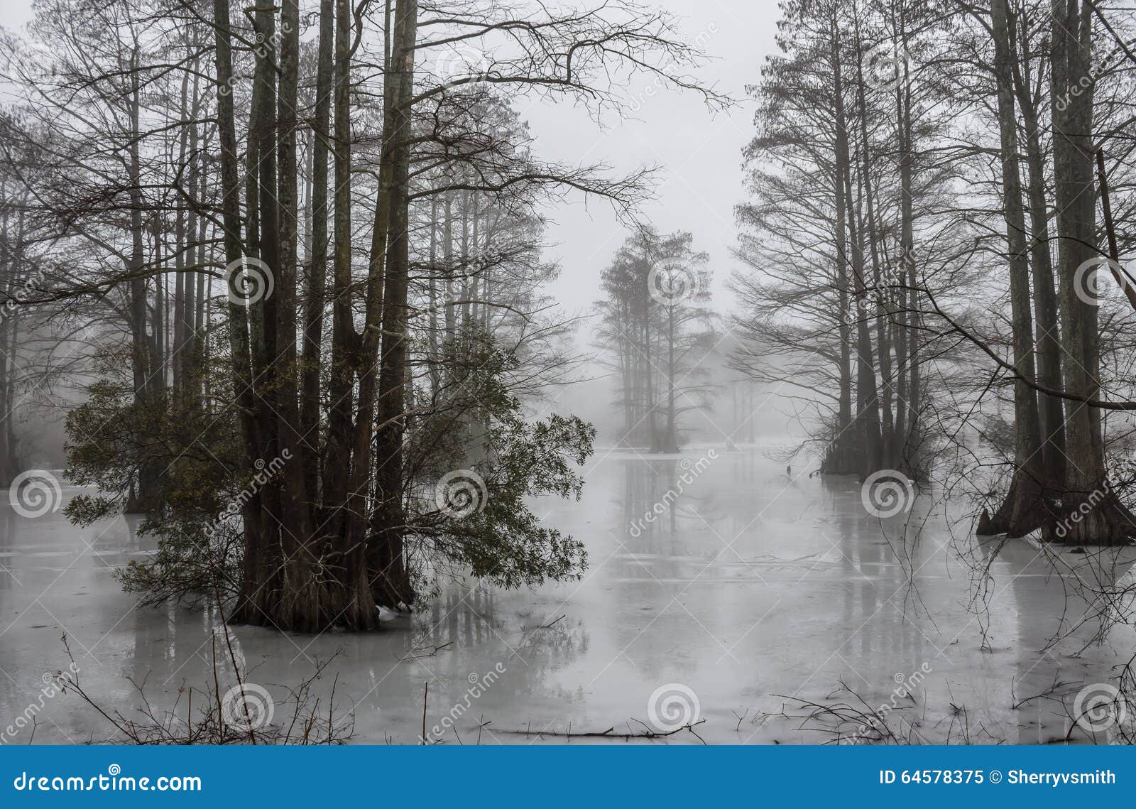 Fog and Ice at Stumpy Lake in Virginia Beach Stock Image - Image of ...