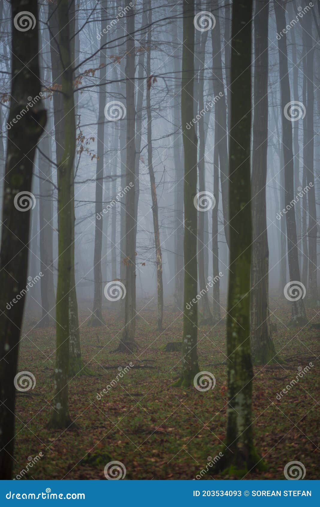 Fog Landscape in the Morning Stock Image - Image of face, forest: 203534093