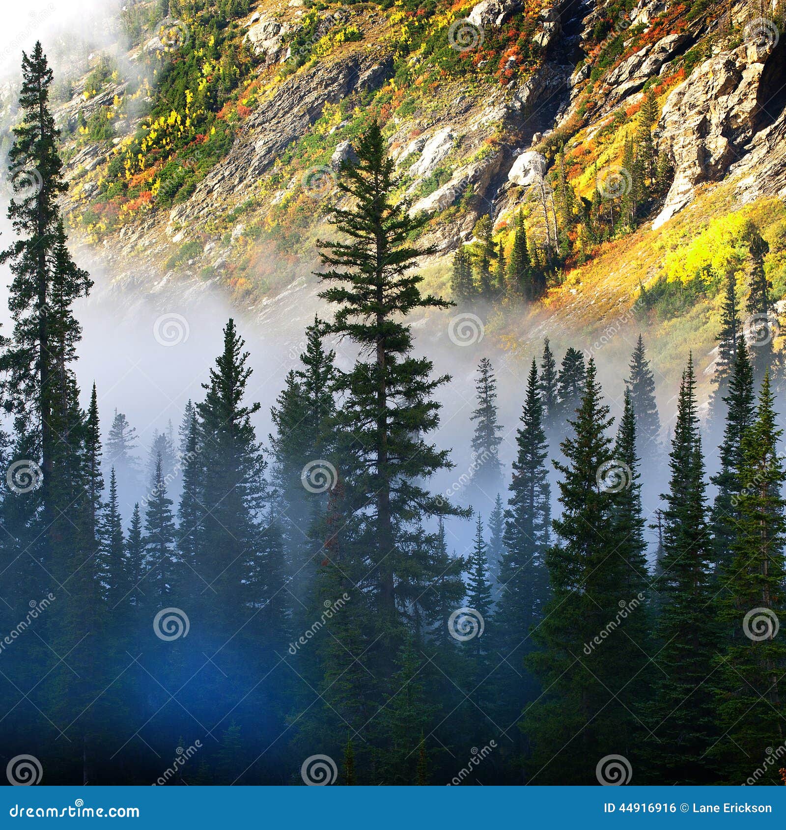 Fog and Isolated Pine Tree on Rugged Mountainside Stock Photo - Image ...