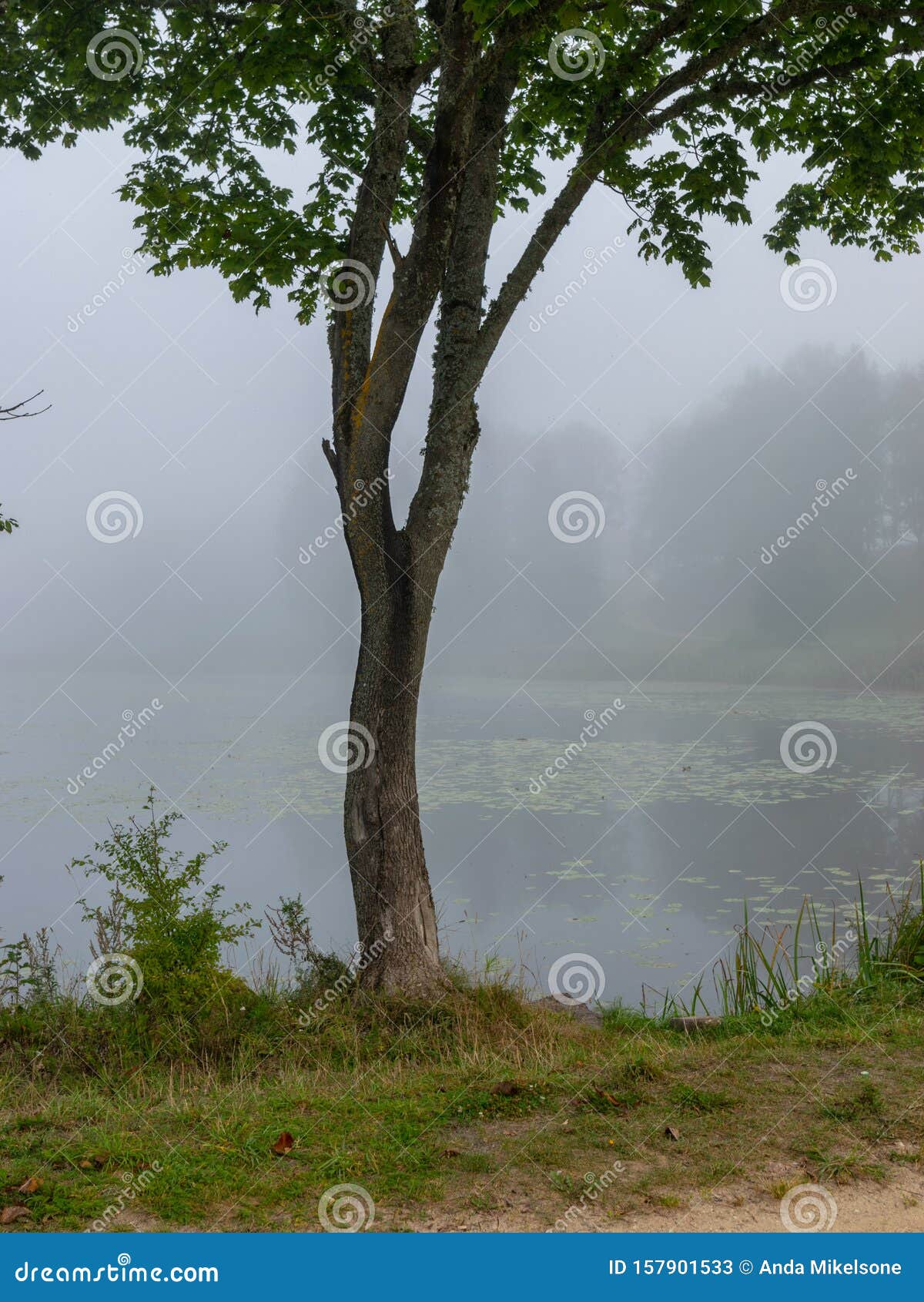 Fog Landscape with Lake, Outline and Outline, Trees in the Foreground ...