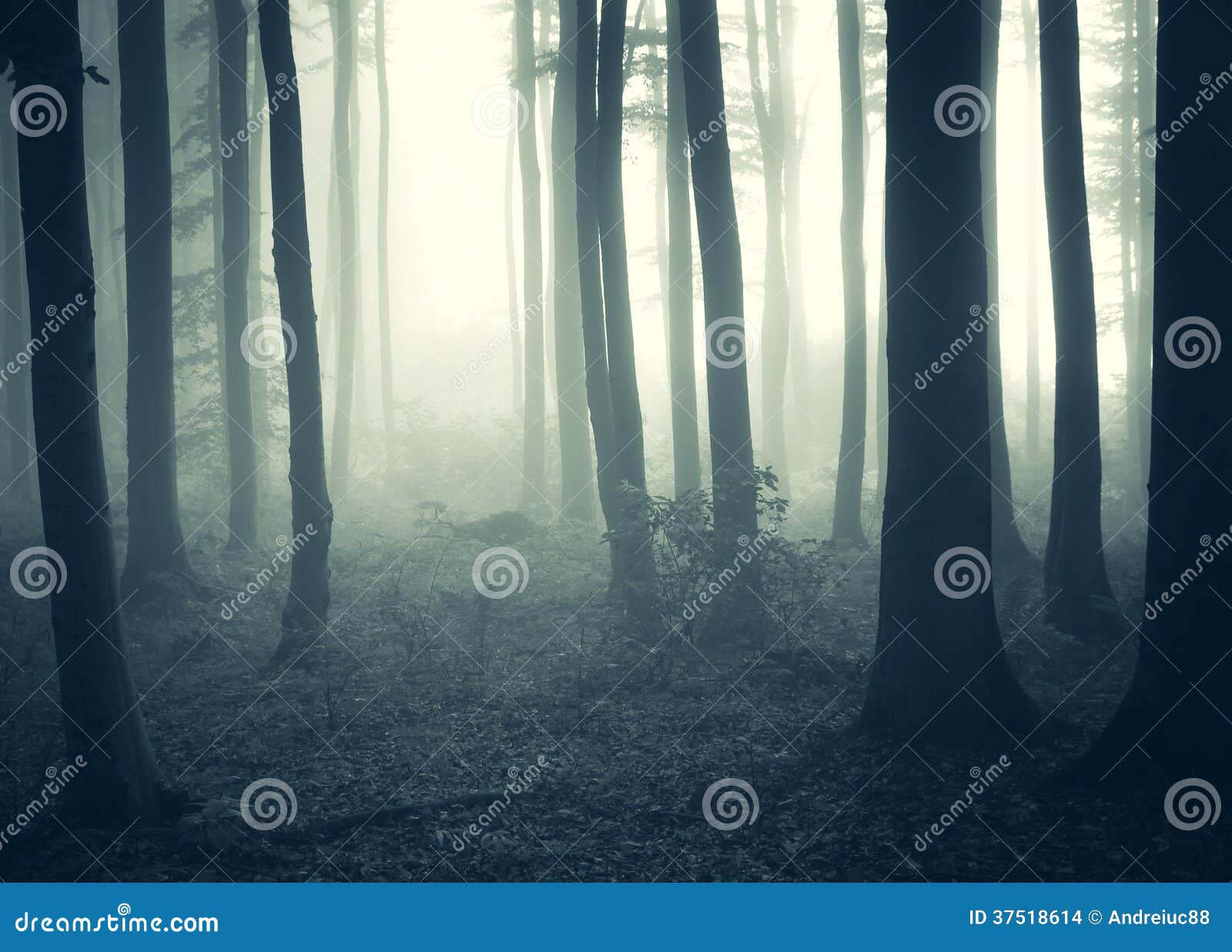 Fog and Light in a Dark Mysterious Forest Stock Photo - Image of foggy ...