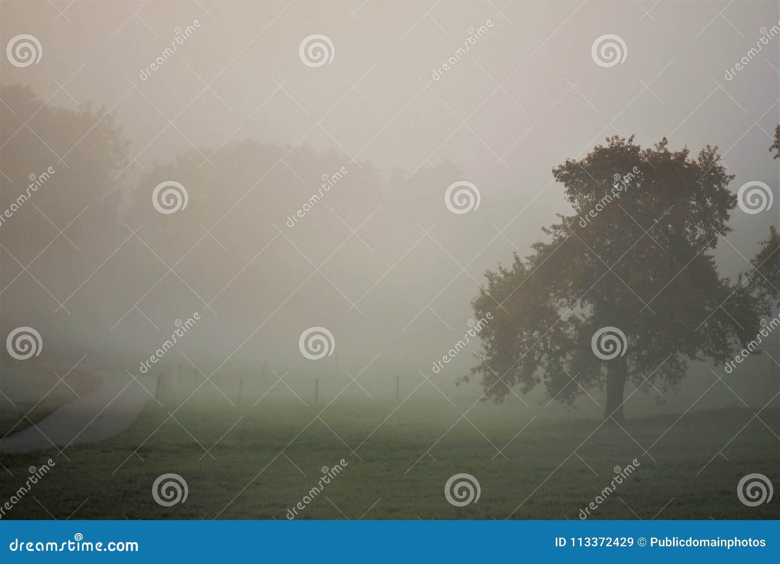 Fog, Mist, Atmosphere, Morning Picture. Image: 113372429