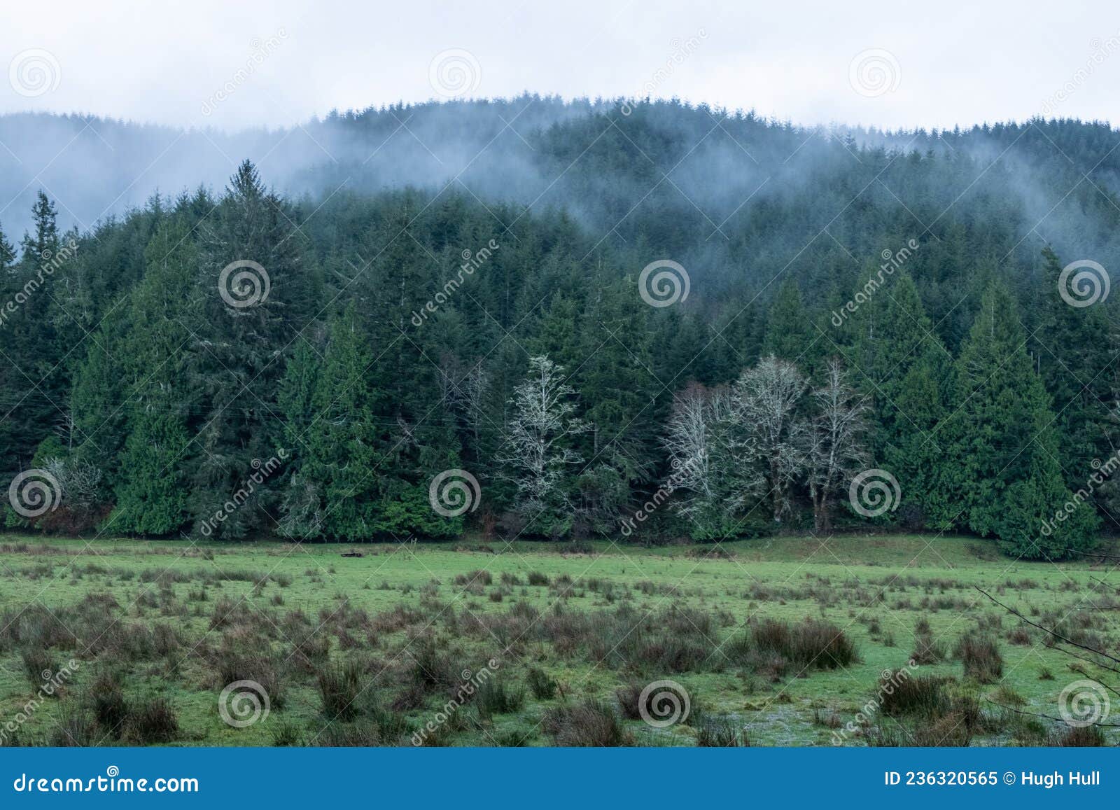 Fog and Mist Drift Along the Mountains of Oregon Stock Image - Image of ...