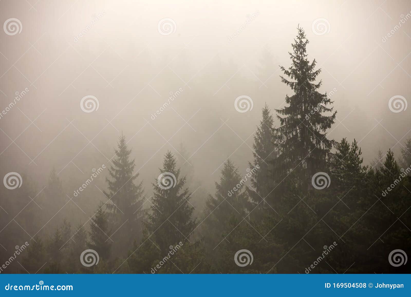 Fog and Mist in the Forest. Stock Photo - Image of dark, green: 169504508