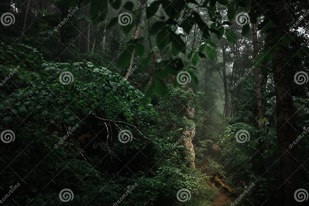 Fog and Mist in a Mysterious Dark Forest with Light Rays Shining on the ...