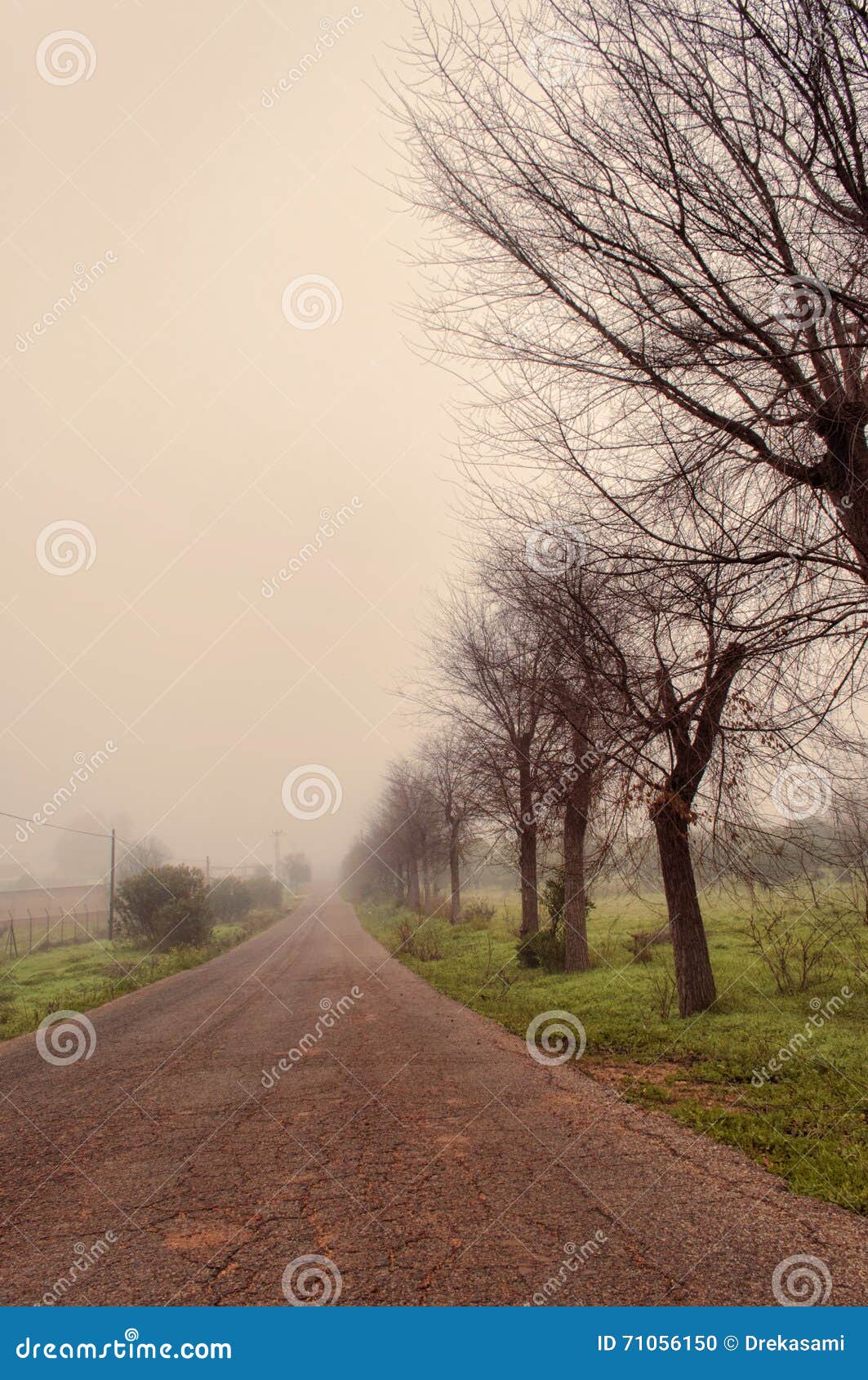 Fog stock photo. Image of nature, bizarre, spruce, autumn - 71056150