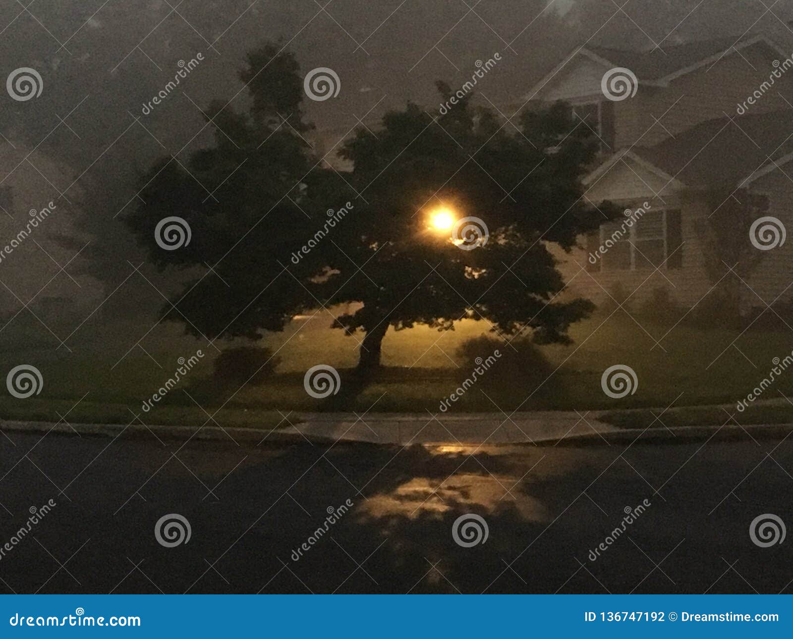 Fog night stock photo. Image of shines, light, tree - 136747192
