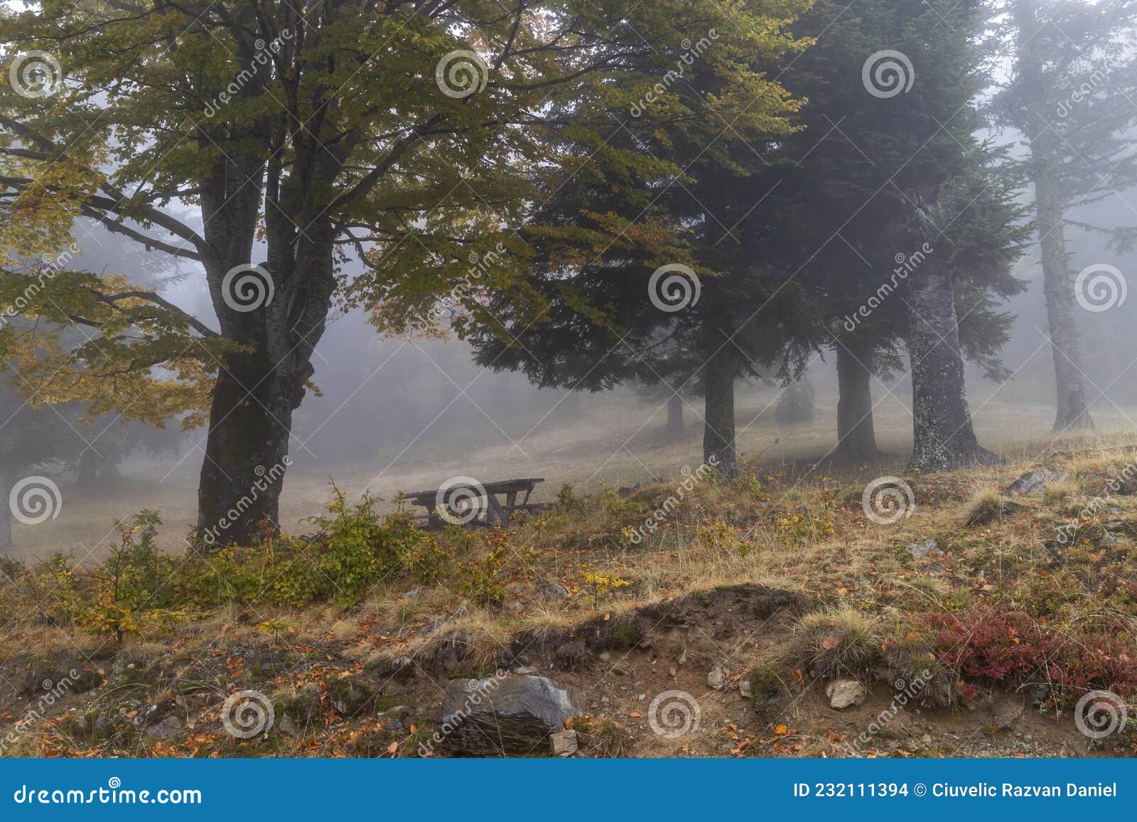 Fog Over the Autumn Trees Background Stock Photo - Image of colorful ...