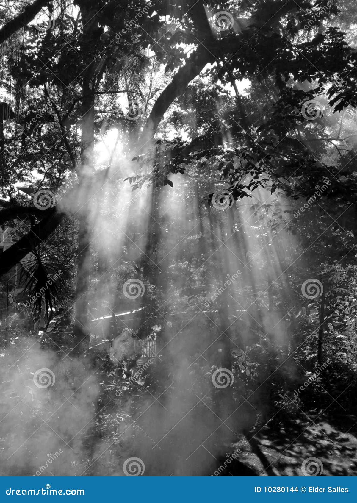Fog Over the Branches of the Tree Stock Photo - Image of nature, tree ...