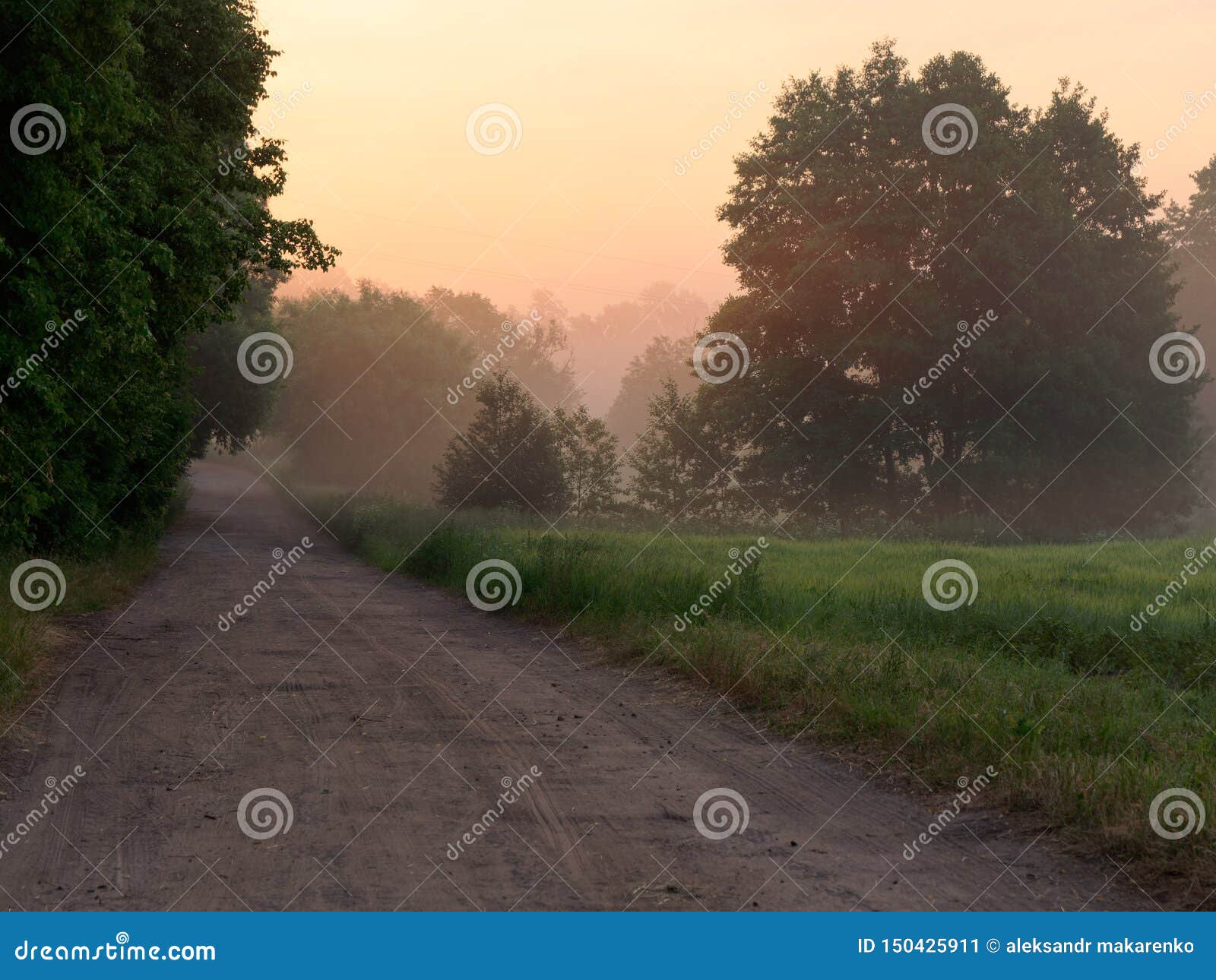 Fog Over Country Road at Sunrise in Summer Stock Image - Image of ...