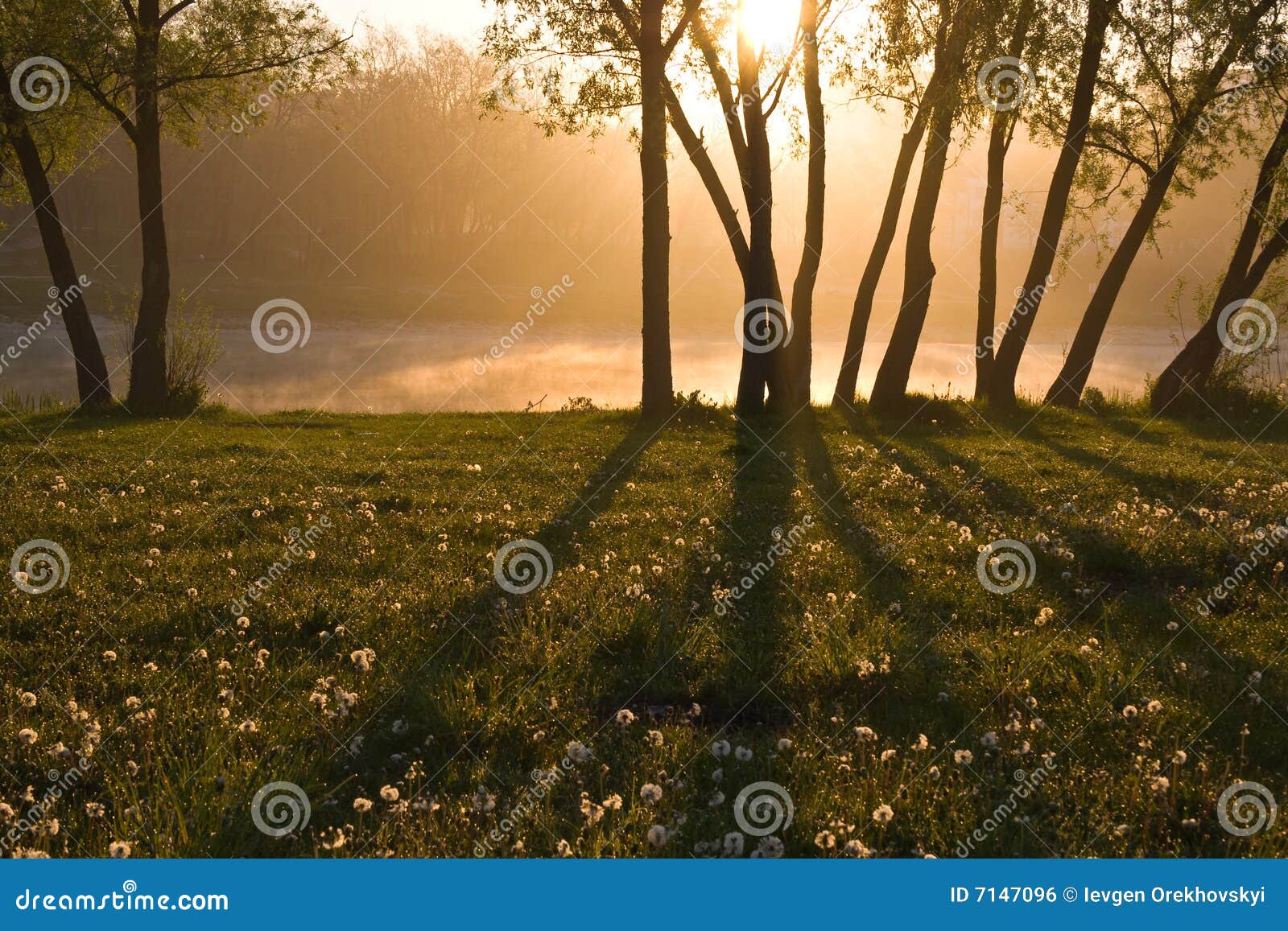 Forest Tree Opacity Stock Photos - Free & Royalty-Free Stock Photos ...