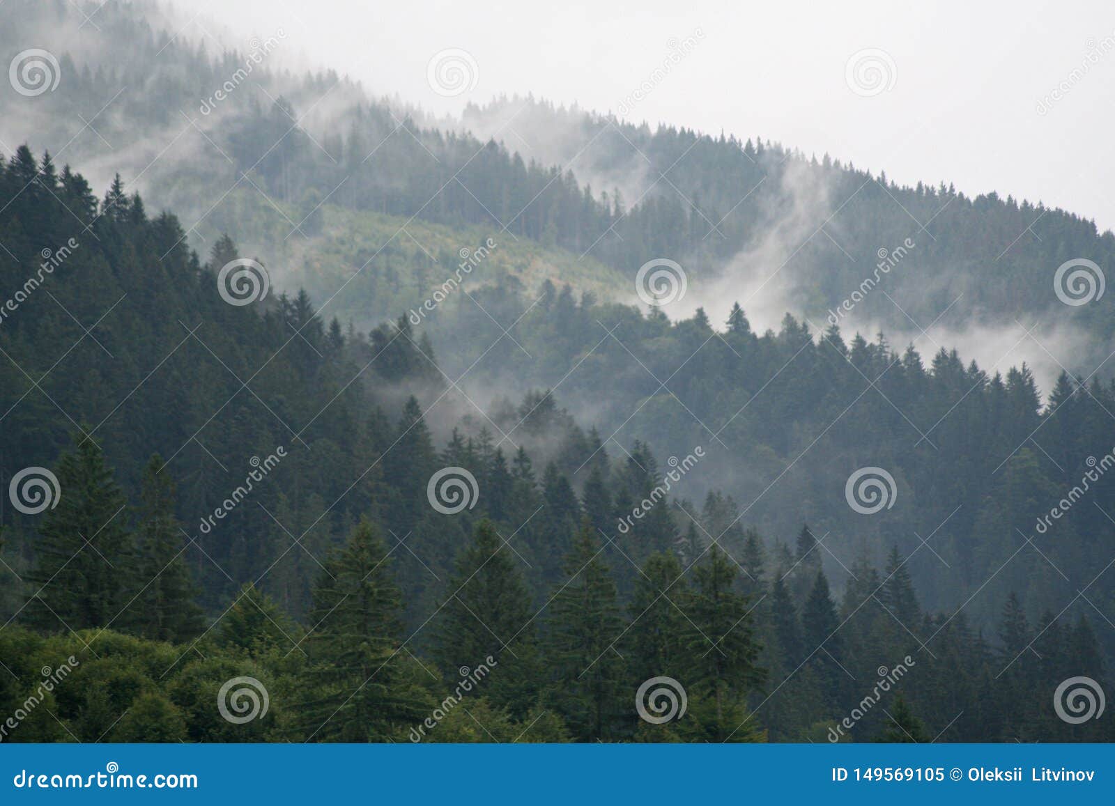 Fog Over the Forest in the Mountains Stock Image - Image of mysterious ...