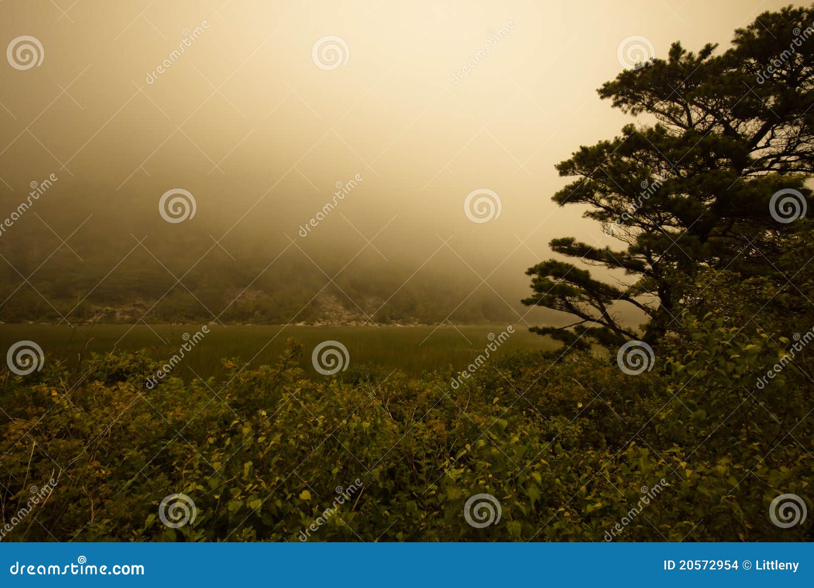 Fog over Marsh stock photo. Image of maine, beautiful - 20572954