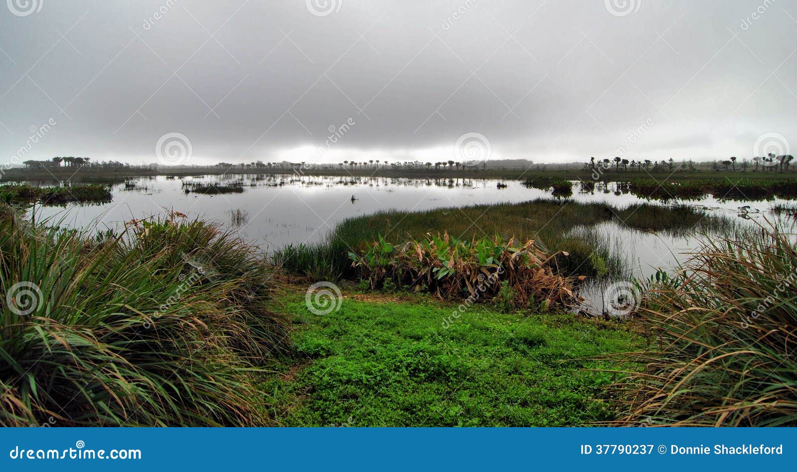 Fog Over the Marsh stock image. Image of water, park - 37790237